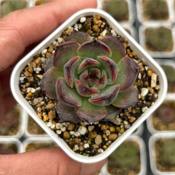 海外から輸入のエケベリアです。当農場がカット苗を発根し、鉢上げしたものをお送りします。サイズ：2.5寸鉢※写真は見本です。実際のお届けの苗と大きさや姿が異なることがございます。※子が付いている写真の場合は子が付いていないものが届くことがあり...
