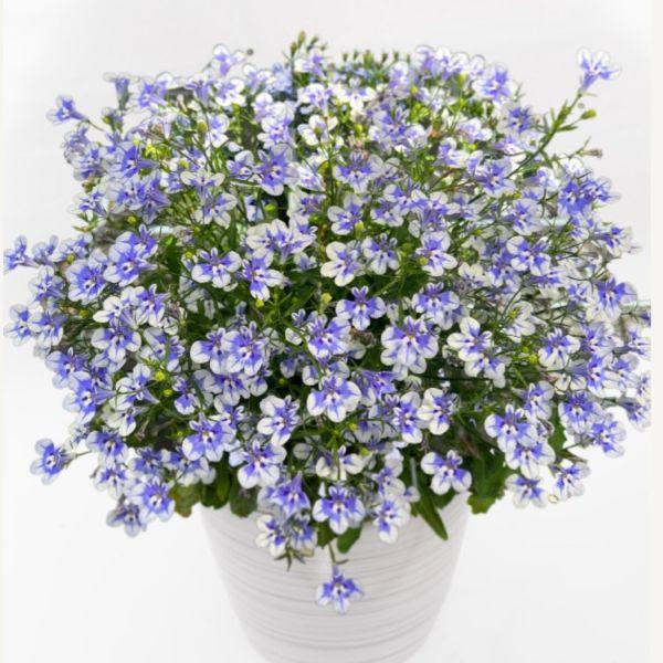 暑さに強く花模様が魅力的な品種です。花上がりが良く、涼しげな花色が株全体に広がります。サイズ：3寸鉢（写真2枚目参照）※写真は見本です。実際のお届けの苗と大きさや姿が異なることがございます。※花はついておりません。※登録品種につき、販売目的...