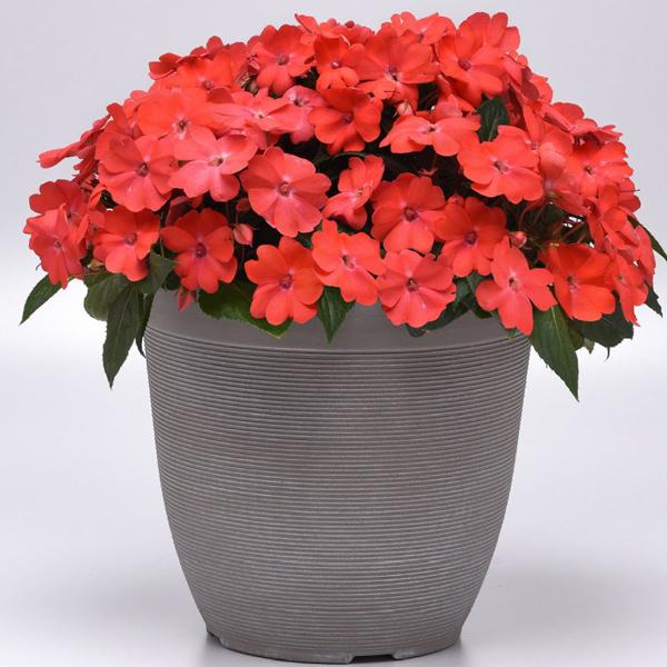 耐暑性と連続開花性を備えたハイブリッドインパチェンスです。サンパチェンス並みのボリュームで、生育は早く、花つき・花保ちとも優れ、枝数が多く大株になります。花壇、鉢植えどちらもオススメです。サイズ：3寸鉢※写真は見本です。実際のお届けの苗と大...