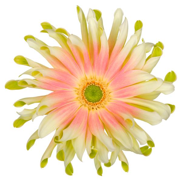 大輪の花が咲き、切り花として利用できる人気の品種です。カールしている花びらが特徴で、普通のまっすぐなガーベラよりも、動きのある表情になります。サイズ：3寸鉢（写真2枚目参照）※写真は見本です。実際のお届けの苗と大きさや姿が異なることがござい...