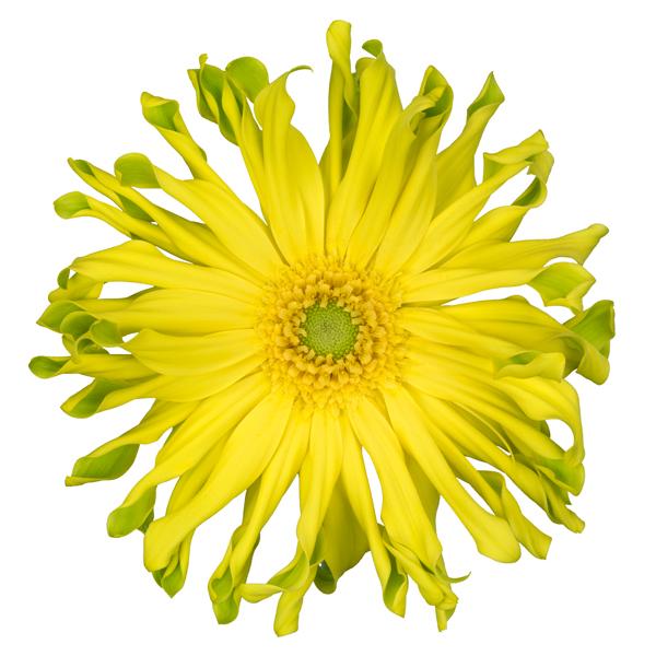 大輪の花が咲き、切り花として利用できる人気の品種です。カールしている花びらが特徴で、普通のまっすぐなガーベラよりも、動きのある表情になります。サイズ：3寸鉢（写真2枚目参照）※写真は見本です。実際のお届けの苗と大きさや姿が異なることがござい...