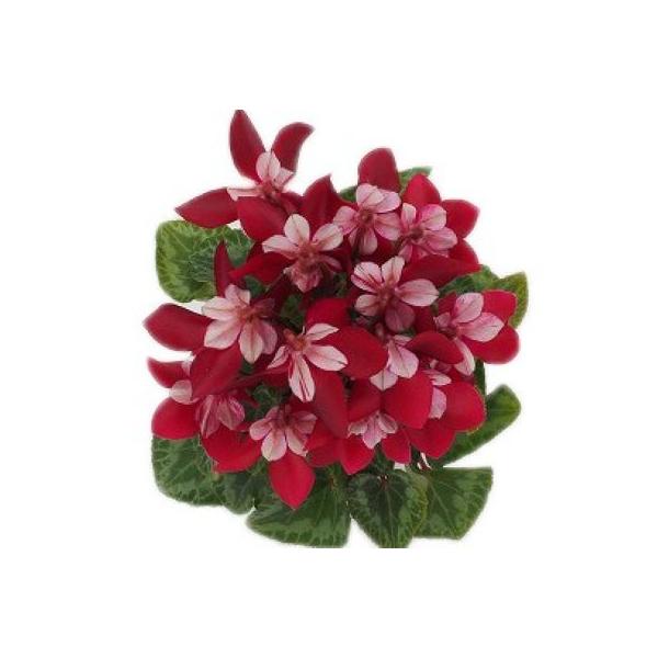 シクラメン ジックスは、下向きの花びらを持つ唯一無二のユニークな花の形状をしたシクラメンです。ガクがしっかり花弁を支えているので花もちがよく、株を覆うほどの花数が咲きます。耐寒性に優れており、ガーデンシクラメンとしても楽しめます。サイズ：3...