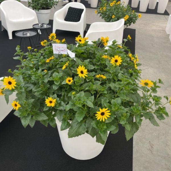 ウエストホフ社が育種したヒマワリです。初夏から秋の長い間たくさんの花を楽しむことができます。開花時期は適宜肥料を与えることで、より多くの花を咲かせます。サイズ：3寸鉢※写真は見本です。実際のお届けの苗と大きさや姿が異なることがございます。※...