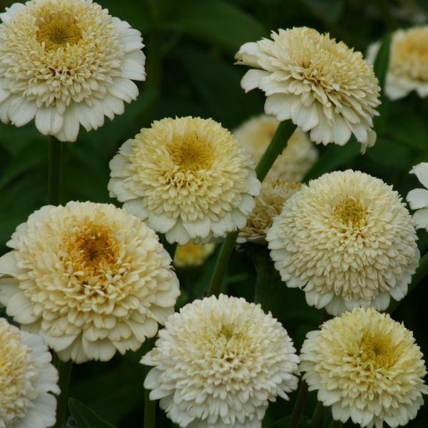 シンデレラは高性タイプのジニアです。八重咲きの花が咲きますが、条件等により一重の花も咲きます。花は10月まで咲き、花を摘めば次の花が咲きます。花弁数が多く花が大きいので、見栄えの良い品種です。サイズ：3寸鉢（写真2枚目参照）※写真は見本です...