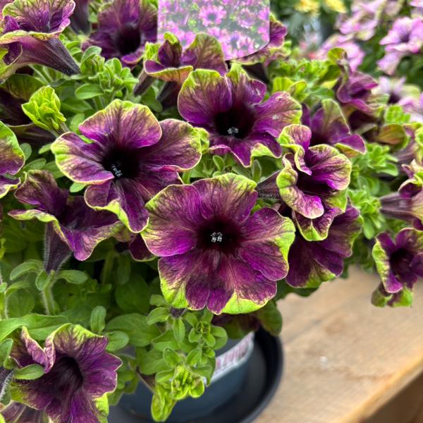 ユニークな花色で大輪の花を咲かせます。夏の花壇を彩るのに欠かせないお花です。サイズ：3寸鉢（写真2枚目参照）※写真は見本です。実際のお届けの苗と大きさや姿が異なることがございます。※花はついておりません。※季節によっては花の色が若干異なるこ...