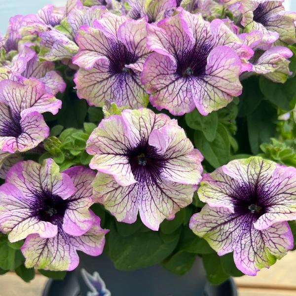 ユニークな花色で大輪の花を咲かせます。夏の花壇を彩るのに欠かせないお花です。サイズ：3寸鉢（写真2枚目参照）※写真は見本です。実際のお届けの苗と大きさや姿が異なることがございます。※花はついておりません。※季節によっては花の色が若干異なるこ...