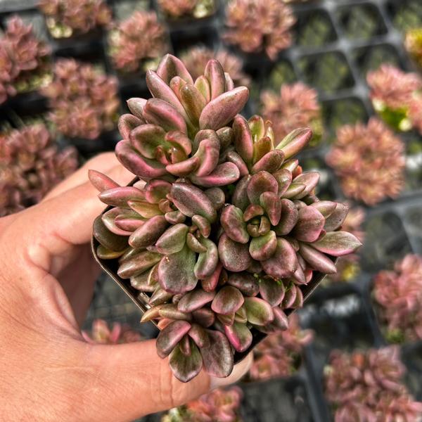 チョコレート色をした葉が特徴的な多肉植物です☆これだけで植えてもいいですし、寄せ植えにも最適です！サイズ：2.5寸鉢※写真は見本です。実際のお届けの苗と大きさ、姿が異なることがございます。※子が付いている写真の場合は子が付いていないものが届...