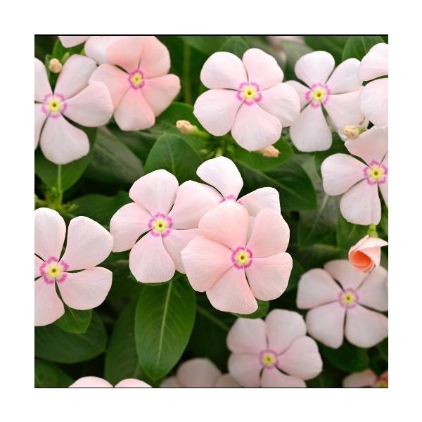 コンパクトな草姿で小輪花がたくさん咲き続けます。分枝で短節間のため、株がこんもりまとまります。分枝力が旺盛でピンチなどは不要で株が張ります。サイズ：3寸鉢※写真は見本です。実際のお届けの苗と大きさや姿が異なることがございます。※花はついてお...