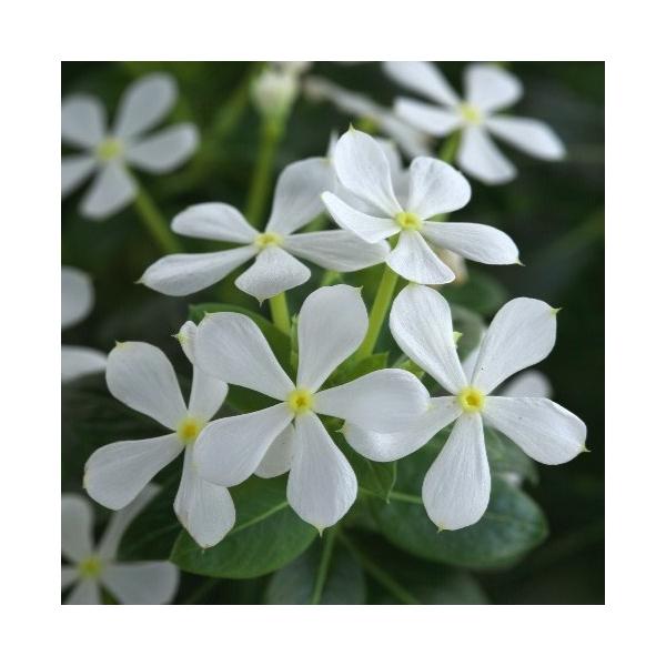 コンパクトな草姿で小輪花がたくさん咲き続けます。分枝で短節間のため、株がこんもりまとまります。分枝力が旺盛でピンチなどは不要で株が張ります。サイズ：3寸鉢※写真は見本です。実際のお届けの苗と大きさや姿が異なることがございます。※花はついてお...
