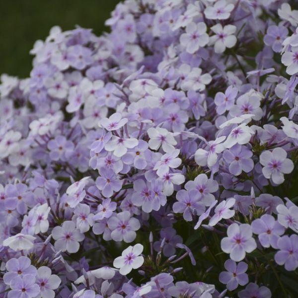 強健で暑さや寒さに強く、株いっぱいに花咲く姿が圧巻のハイブリッド宿根フロックスです。一般的にフロックスの開花期は梅雨入り前の1カ月程度ですが、フロックス オープニングアクトは、花が咲き終わった後に切り戻しをすれば2〜3カ月後に再び咲き始め夏...