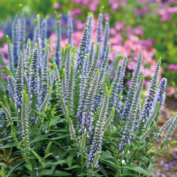 ベロニカウィザーディングは、立ち性で穂状に尖った花を咲かせるベロニカです。爽やかな水色の穂状花序を咲かせます。こんもりした株姿を楽しめます。濃い緑色の葉で、一般的なベロニカよりも耐病性に優れています。翌年の花を咲かせるために冬はしっかりと寒...