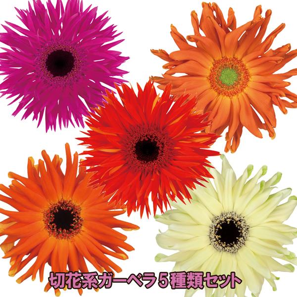 切花系ガーベラ5種類各1鉢　計5鉢のセットです。≪6月12日18時より販売≫◎セット内容　※内容変更できません。・スパイダー ノラ・スパイダー プレイズ・パスタ マリナーラ・パスティーニ エミリア・パスティーニ スプリッツ大輪の花が咲き、切...