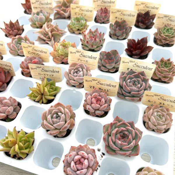 多肉植物プラグ苗16種類32株セットです。寄せ植え、鉢植えともにお楽しみいただけます。サイズ：約1寸（株の大きさは3センチ程度）※写真は見本です。実際のお届けの苗と大きさや姿が異なることがございます。※品種名入りのラベル付き（1列に1枚です...