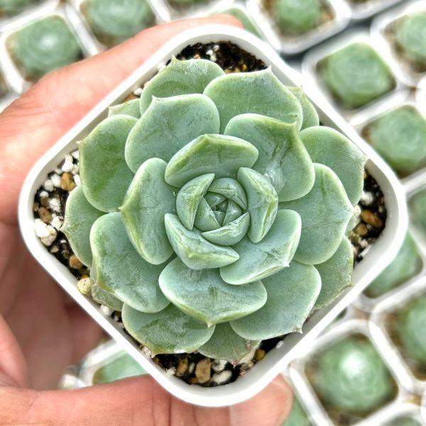 海外から輸入のエケベリアです。当農場がカット苗を発根し、鉢上げしたものをお送りします。サイズ：2.5寸鉢※写真は見本です。実際のお届けの苗と大きさ、姿が異なることがございます。※子が付いている写真の場合は子が付いていないものが届くことがあり...