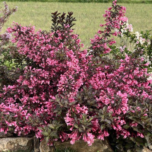 PWのシュラブ（低木）苗です。庭の骨格づくりやローメンテナンスな植栽に適しています。サイズ：5寸鉢※写真は見本です。実際のお届けの苗と大きさや姿が異なることがございます。※花はついておりません。