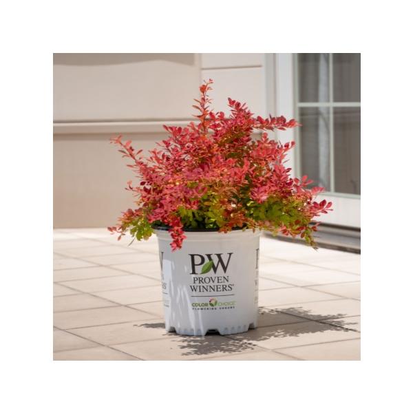 PWのシュラブ（低木）苗です。庭の骨格づくりやローメンテナンスな植栽に適しています。サイズ：5寸鉢※写真は見本です。実際のお届けの苗と大きさや姿が異なることがございます。※花はついておりません。