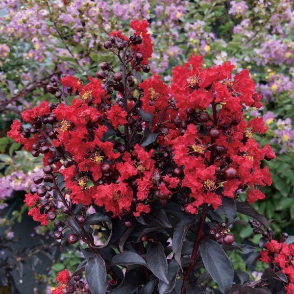 PWのシュラブ（低木）苗です。庭の骨格づくりやローメンテナンスな植栽に適しています。サイズ：5寸鉢※写真は見本です。実際のお届けの苗と大きさや姿が異なることがございます。※花はついておりません。