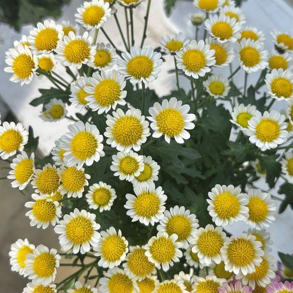フローラマムは、鉢植えで何年も楽しめるように開発されたマムで、鮮やかな花色とこんもり咲く花姿が魅力的です。キク科キク属の耐寒性多年草で、秋にボリュームたっぷりのお花が楽しめます。サイズ：3寸鉢（写真5枚目参照）※写真は見本です。実際のお届け...