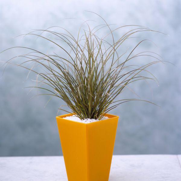 寄せ植えなどの添え物的な素材として人気のカラーグラスです。花壇に植えても大きくなりますし夏から秋の寄せ植えにもぴったりです。サイズ：3寸鉢※写真は見本です。実際のお届けの苗と大きさや姿が異なることがございます。※苗の大きさは季節により異なります。