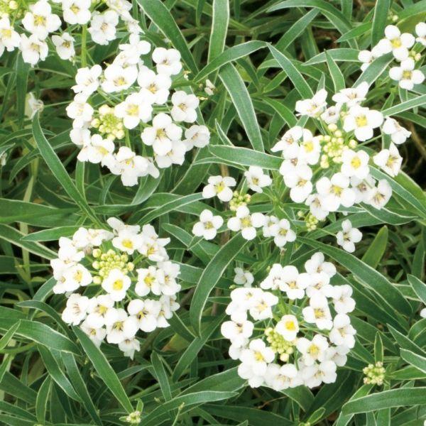スーパーアリッサムは、アリッサム（スイートアリッサム）にとって厳しい暑さの時期でも開花するように改良されました。耐暑性があり開花期間が長い栄養系スイートアリッサムです。生育は控えめで、寄せ植えにも使いやすいことが特長です。花付きもよく次々に...