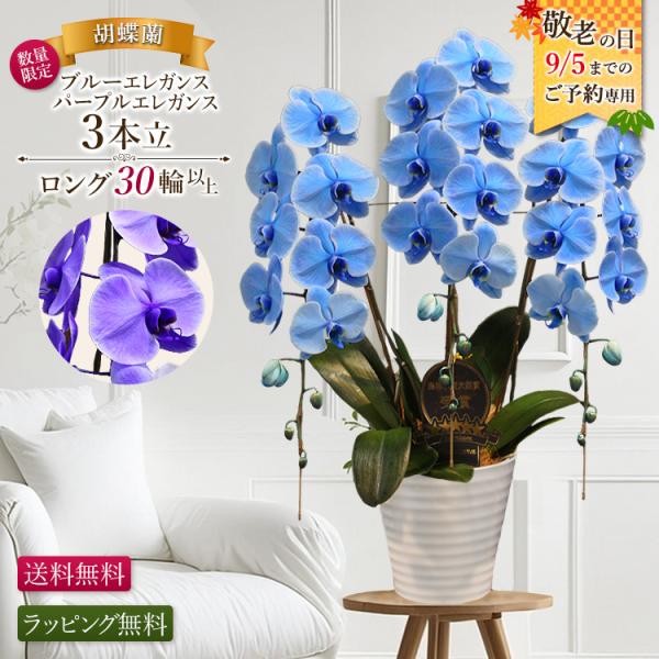 今年の敬老の日は、ブルーやパープルの胡蝶蘭でスペシャルな贈り物に♪鮮やかな色合いから、思わず足を止めて見つめてしまうくらい印象的で魅力的な胡蝶蘭です。　■配送について★9/5までのご注文で敬老の日期間にお届けさせていただきます（指定不可）※...