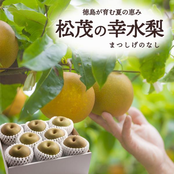 ■商品幸水梨（徳島県産）化粧箱入り■容量1ケース（6〜8玉）約2kg※記載の内容量（kg）は産地規格に基づいた目安です。箱サイズにより設定されており、果実の大きさや水分量など自然の個体差により、実際の重量には多少の前後が生じる場合がございま...