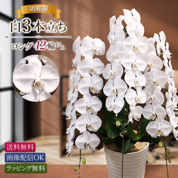 お祝いのお花に最適な胡蝶蘭。定番の白は、花の大きさ、肉厚、花持ち…いずれの点でも優れており高品質。お祝い、お供えのご用途に、またご家族からビジネスシーンまで幅広くお贈りいただけます。　■配送について平日11時までのご注文で即日発送 送料無料...