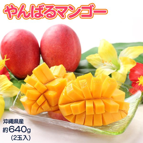 商品：沖縄県産 完熟マンゴー 2玉容量：約640g 2玉発送時期：こちらの商品は、7月中旬頃より順次発送致します。農作物のため日時指定をお受けすることができかねます。ご理解の程よろしくお願いいたします。特徴：世界自然遺産「やんばる」で沖縄の...