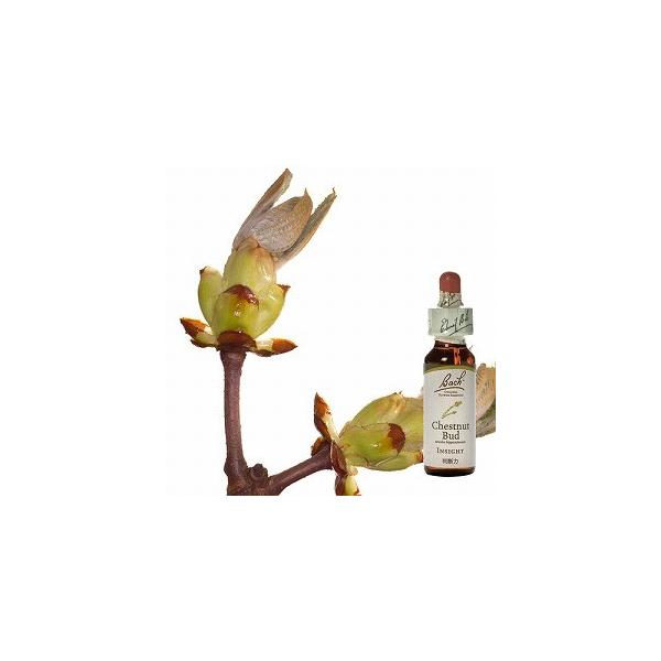 内容量・成分原材料10ml /チェストナットバッド、水、グリセリン /ノンアルコール▼飲んだ後に期待される状態過去に起きた出来事や自分の体験から、教訓を得ようとする能力が身に付きます。物事を客観視出来るようになり、考え方に柔軟性が出ます。