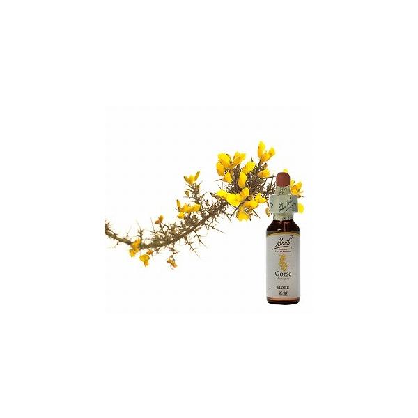 内容量・成分原材料10ml /ゴース、水、グリセリン /ノンあアルコール▼飲んだ後に期待される状態気分が上向いて絶望状態から抜け出せます。運命を受け入れ、どんな困難でも乗り越えられると信じるようになります。
