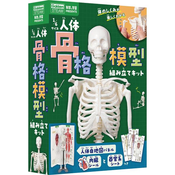 出版社名：Ｇａｋｋｅｎ著者名：坂井建雄、学研の科学編集部シリーズ名：［バラエティ］　科学と学習ＰＲＥＳＥＮＴＳ発行年月：2026年04月キーワード：ロクブンノイチ サイズ ジンタイ コッカク モケイ クミタテ キット、サカイ,タツオ、ガッケ...