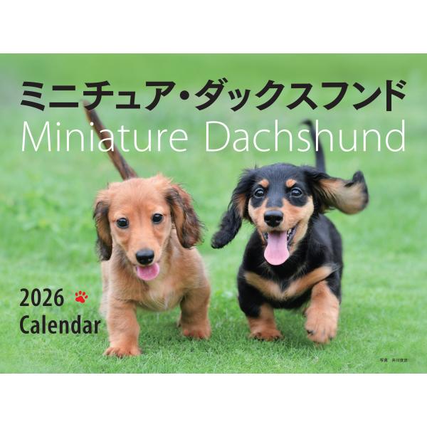 出版社名：誠文堂新光社著者名：井川俊彦シリーズ名：［カレンダー］発行年月：2025年09月キーワード：ワイドバン ミニチュア ダックスフンド カレンダー、イガワ,トシヒコ