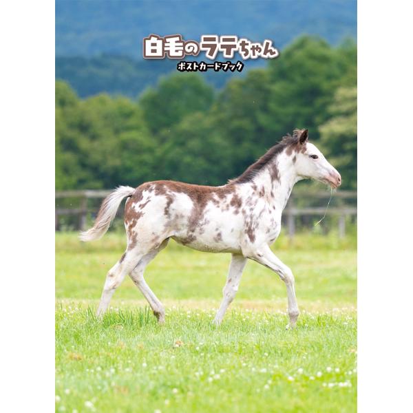 出版社名：ガイドワークスシリーズ名：［バラエティ］発行年月：2026年09月キーワード：シロゲ ノ ラテチャン ポストカード ブック