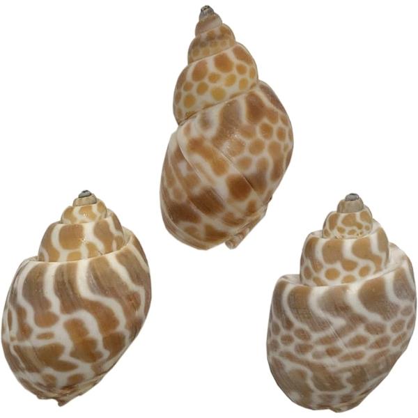 ヤドカリの宿替え用貝殻3個セットです。日本人専門スタッフが基準に沿って丁寧に採寸と袋詰めを行っています。貝殻の高さ：40〜50mm　口径（殻口の長さ）目安：約19〜27mm　砂が僅かに混じっている場合があります。広げる際にはご注意ください。...