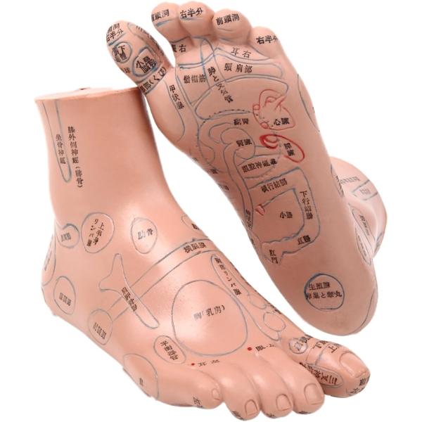 ・v「官足法などの足裏マッサージを体系的に覚えられる。」足の反射区、経穴を日本語表記で表示した足つぼ模型で、反射療法又はリフレクソロジーを覚えるのに役立ちます。立体的に表示させる事で表や図で覚えるよりも、足つぼの経路を体系的に覚える事が出来...