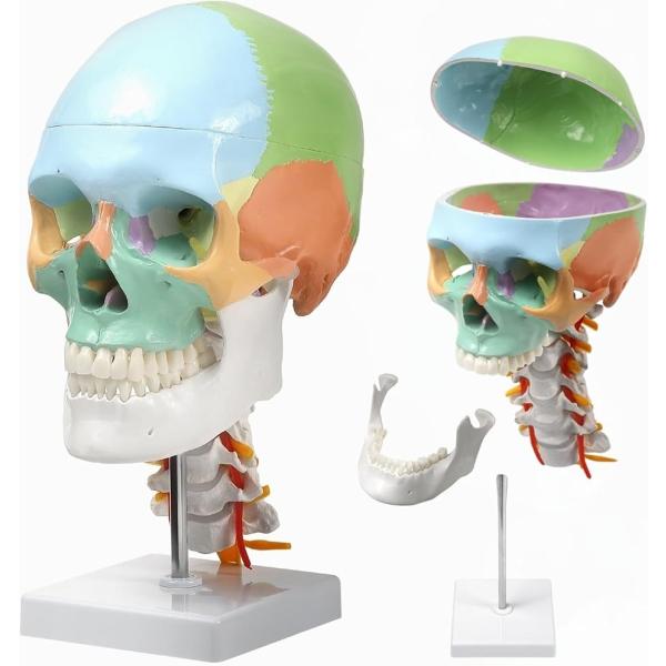目に見えない頚椎や頭蓋骨、また神経や椎骨血管を可視化することで学びをアシスト。頭蓋骨部分は部位別にカラー分けされており視覚的に理解しやすくなっています。３分解（頭頂部・下顎骨）可能。自己学習はもちろん、研究室や診察室、授業・セミナーや患者様...