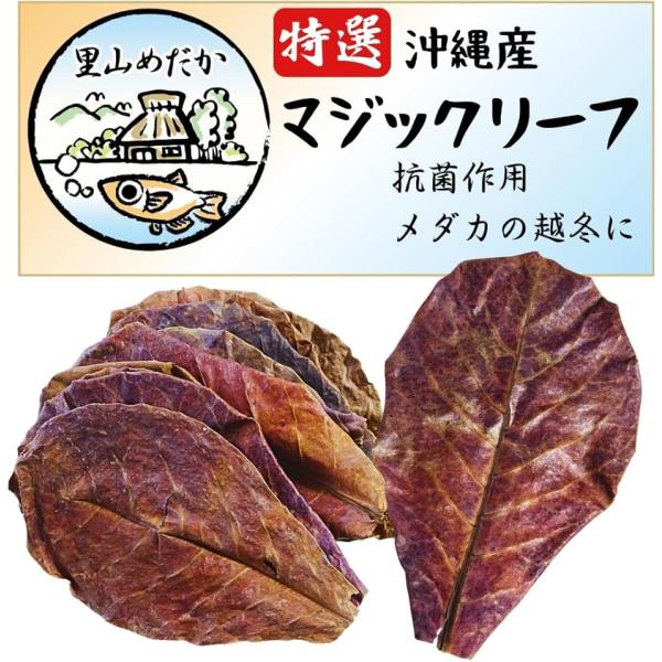 バリエーションコード : 2B9VIOS5PP「リラックス効果」マジックリーフを水槽に入れるだけで、水質がわずかに酸性化し、魚たちがリラックスできる環境を提供します。これにより、ストレスを軽減し、魚の健康をサポートします「健康維持」リーフに...