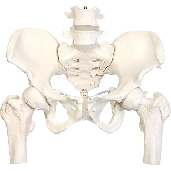 触るだけでなく可動することで、骨（仙骨、腸骨、恥骨、大腿骨）や関節、筋（骨盤底筋など）の理解がより深まり患者様への説明にもご利用頂いております。仙腸関節と恥骨結合、股関節は伸縮コード連結されているので可動できる骨格モデルです。＊学生をはじめ...