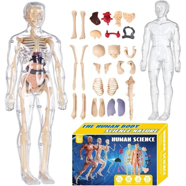 人体模型を立体的に組み上げていくパズル体験。3D構造だから、骨や臓器がどこに収まるのかが直感的にわかり、完成後は自分だけの人体フィギュアが目の前に。眺めるたびに「作った」という達成感と知的なワクワクがよみがえります。解剖モデルとして、パーツ...