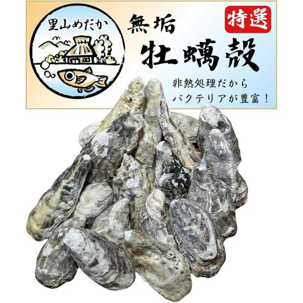バリエーションコード : 2BRFO8KQIS「水質安定」特選牡蠣殻は、アクアリウム内の水質を安定させる効果があります。水中の有害物質を吸着し、魚たちが健康に育つ環境を提供します。これにより、メダカや金魚、熱帯魚がストレスなく過ごせる水槽を...