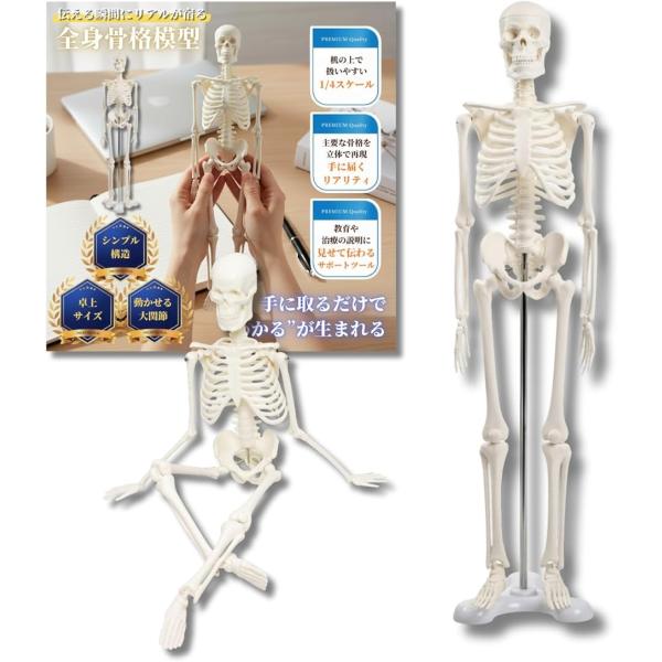 「伝える瞬間に“リアル”が宿る。」卓上サイズの全身骨格模型。等身大モデルでは大きすぎる――そんな声に応えた、 「扱いやすさ」と「リアリティ」を両立した卓上サイズの全身骨格模型です。「ちょうどいいリアリティ」基礎学習・施術説明に十分な構造で、...