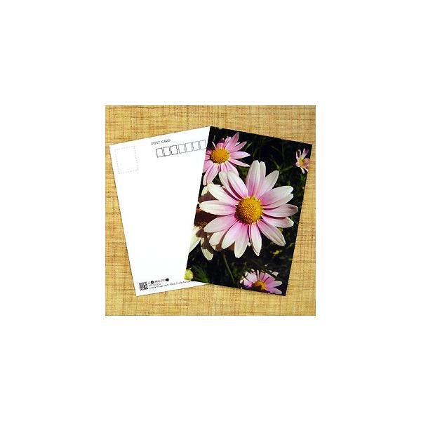 携帯・スマートフォン向け花の待ち受け画像サイト「mobile flower pot」でご好評いただいた画像「マーガレット(ピンク)」をポストカードにしました。はがきとしてはもちろん、フォトスタンドに入れて飾るのも、メッセージカードとしてプレ...