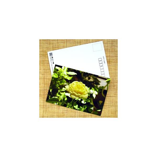 携帯・スマートフォン向け花の待ち受け画像サイト「mobile flower pot」でご好評いただいた画像「バラ(黄色)」をポストカードにしました。はがきとしてはもちろん、フォトスタンドに入れて飾るのもいいですよ！用紙：ホワイトアートポスト...