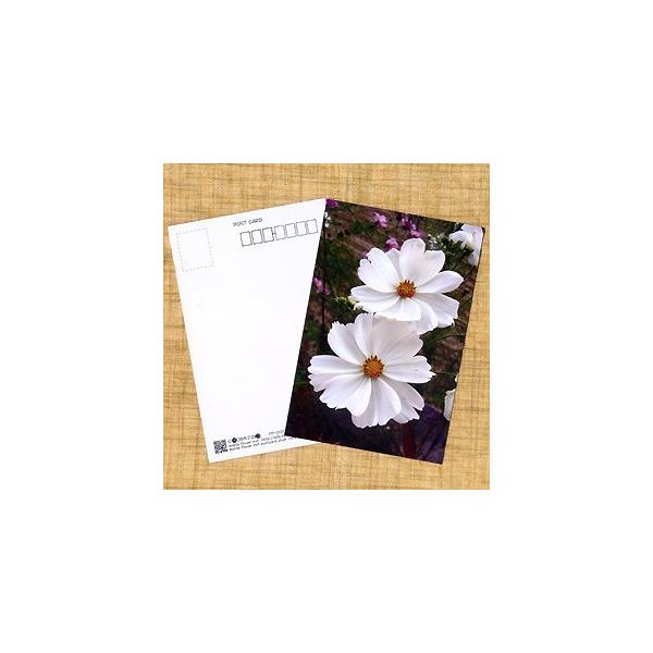 携帯・スマートフォン向け花の待ち受け画像サイト「mobile flower pot」でご好評いただいた画像「コスモス(白)」をポストカードにしました。縁が傷んだり、擦ったような跡がついてしまったB級品を放出します！いずれも実用上は問題ないと...