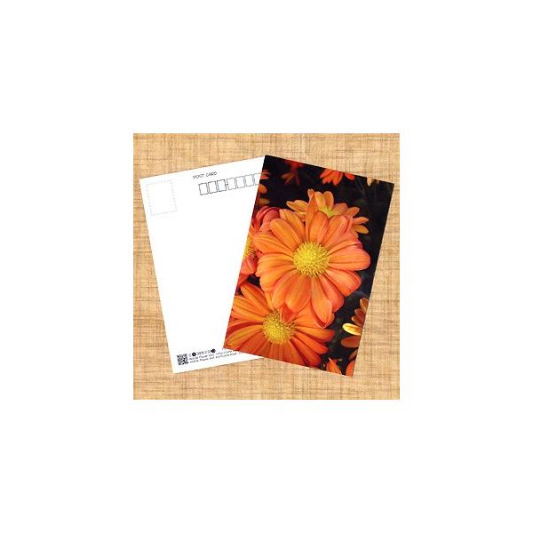 携帯・スマートフォン向け花の待ち受け画像サイト「mobile flower pot」でご好評いただいた画像「スプレーギク(オレンジ)」をポストカードにしました。はがきとしてはもちろん、フォトスタンドに入れて飾るのもいいですよ！用紙：ホワイト...