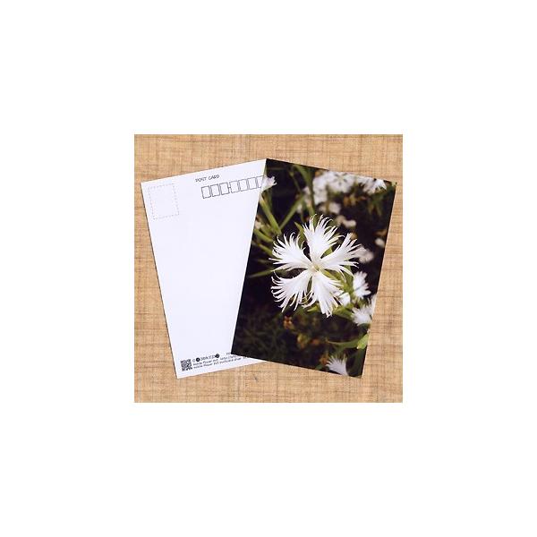 携帯・スマートフォン向け花の待ち受け画像サイト「mobile flower pot」でご好評いただいた画像「ナデシコ(白)」をポストカードにしました。はがきとしてはもちろん、フォトスタンドに入れて飾るのも、メッセージカードとしてプレゼントに...