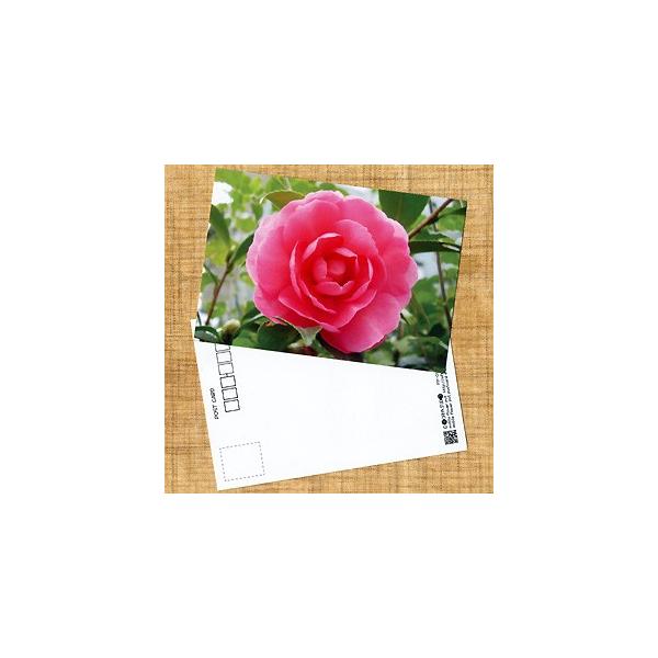 携帯・スマートフォン向け花の待ち受け画像サイト「mobile flower pot」でご好評いただいた画像「サザンカ(ピンク)」をポストカードにしました。はがきとしてはもちろん、フォトスタンドに入れて飾るのも、メッセージカードとしてプレゼン...