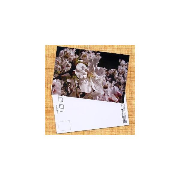 携帯・スマートフォン向け花の待ち受け画像サイト「mobile flower pot」でご好評いただいた画像「サクラ」をポストカードにしました。縁が傷んだり、擦ったような跡がついてしまったB級品を放出します！いずれも実用上は問題ないと思われる...