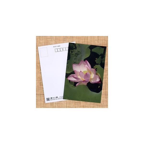 携帯・スマートフォン向け花の待ち受け画像サイト「mobile flower pot」でご好評いただいた画像「ハス(ピンク)」をポストカードにしました。はがきとしてはもちろん、フォトスタンドに入れて飾るのも、メッセージカードとしてプレゼントに...