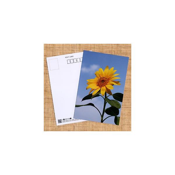 携帯・スマートフォン向け花の待ち受け画像サイト「mobile flower pot」でご好評いただいた画像「ヒマワリ」をポストカードにしました。はがきとしてはもちろん、フォトスタンドに入れて飾るのも、メッセージカードとしてプレゼントに添える...